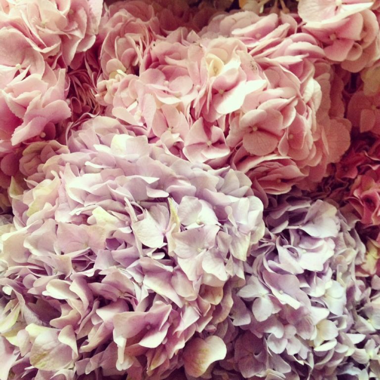 Summer Flower Guide