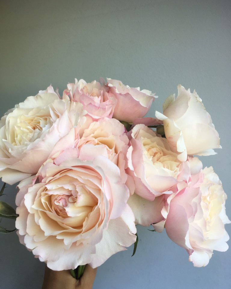 Garden rose cut flower guide showcasing some of the best garden roses